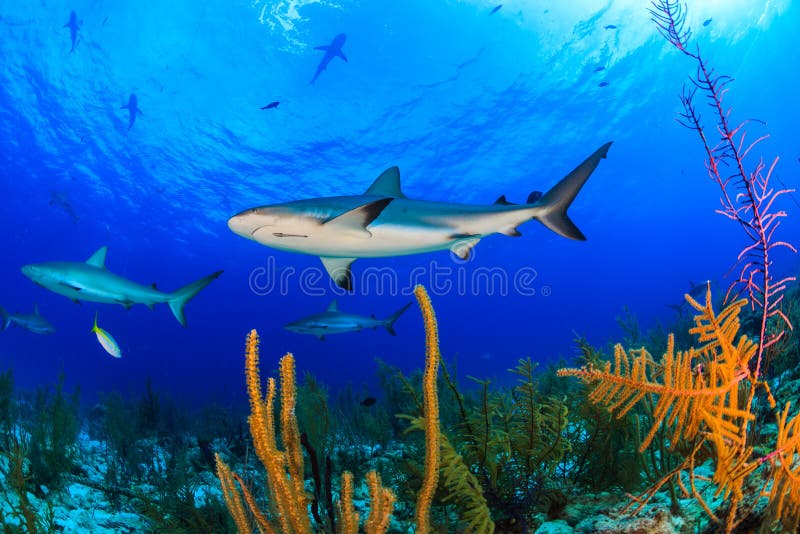 Caribbean Reef Shark All Around Bottom Up View with Clear Blue W Stock ...