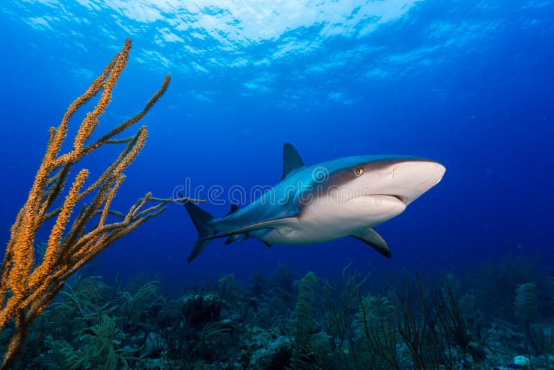 Caribbean Reef Shark All Around Bottom Up View with Clear Blue W Stock ...