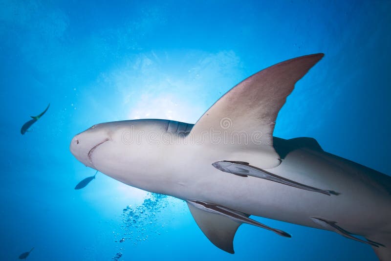 Caribbean reef shark. stock photo. Image of caribbean - 168606080