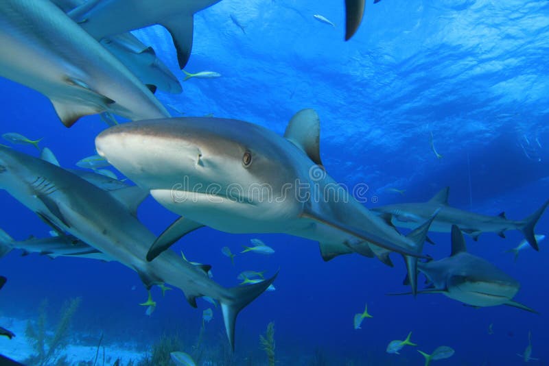 Caribbean Reef Sharks stock photo. Image of sharks, blue - 11818102