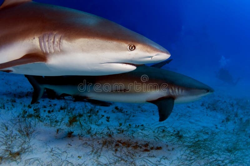 Caribbean Reef Sharks stock image. Image of wildlife - 12690921