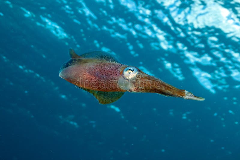 Caribbean Reef Squid ,Sepioteuthis Sepioidea Stock Image - Image of ...