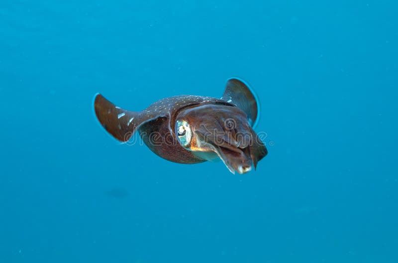 Caribbean Reef Squid ,Sepioteuthis Sepioidea Stock Photo - Image of ...