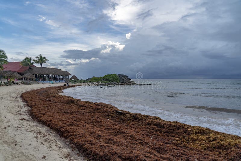 Caribbean Sea Covered by Sargasso Algae in Tulum Stock Photo - Image of ...