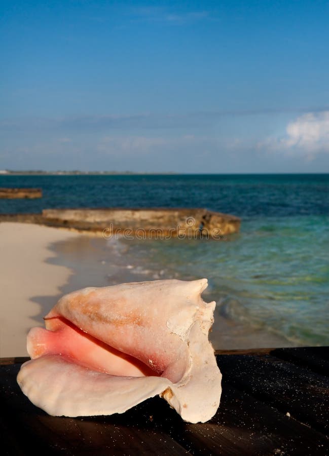 Queen Conch Shell stock photo. Image of vacation, shell - 6041474