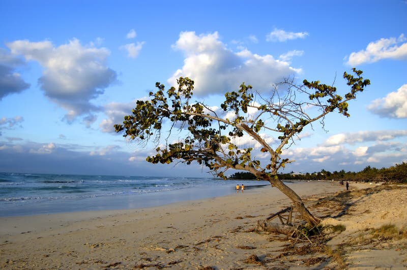 Caribbean sea with a tree stock image. Image of nutrition - 2050207