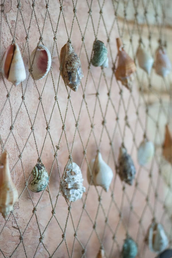 Caribbean Seashell Decor, Grid and Seashells Stock Photo - Image of ...