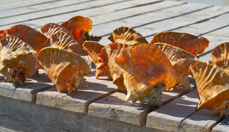 Caribbean Seashells on a Wooden Pier Mexico Stock Photo - Image of ...