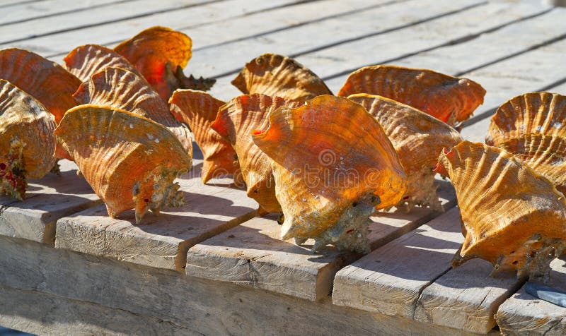 Caribbean Seashells on a Wooden Pier Mexico Stock Photo - Image of ...
