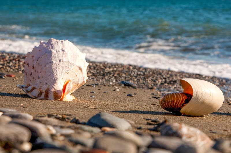 Caribbean Shells on the Beach Stock Photo - Image of life, nature: 61380176