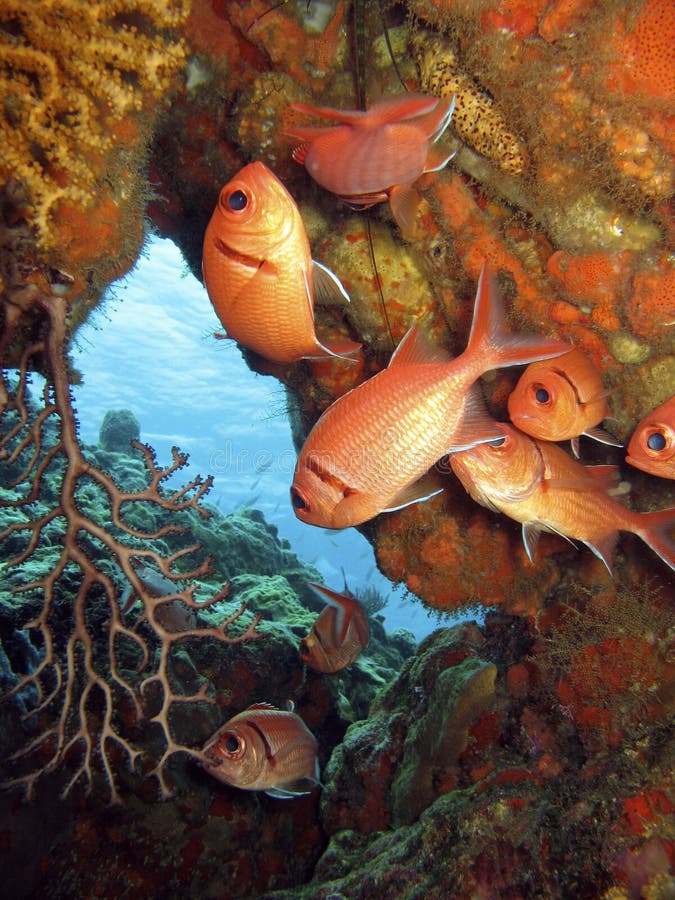 Caribbean Soldierfish Myripristis Jacobus Stock Photo - Image of cavern ...