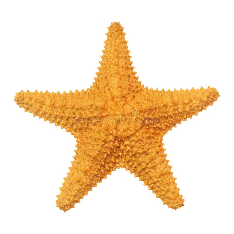The caribbean starfish. stock image. Image of biology - 26107095