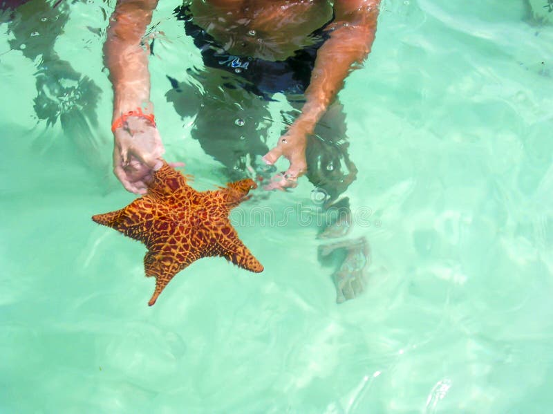 Caribbean Starfish in the Water Stock Image - Image of beach, point ...