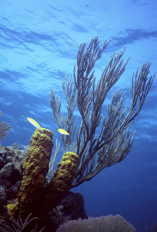 Shallow Pacific Reef stock image. Image of diver, ecology - 6127975