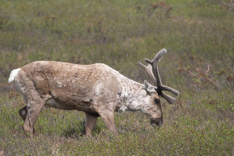 Caribou Eating in Broad Pass in the Alaska Range Stock Image - Image of ...