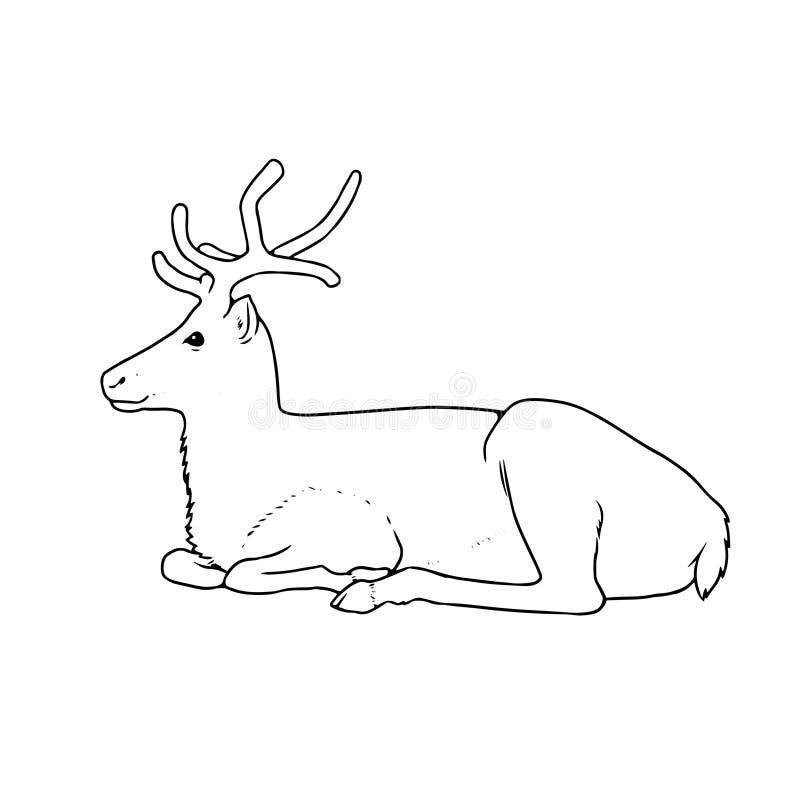 Line Drawing of a Caribou in Black and White for Coloring Vector Stock ...