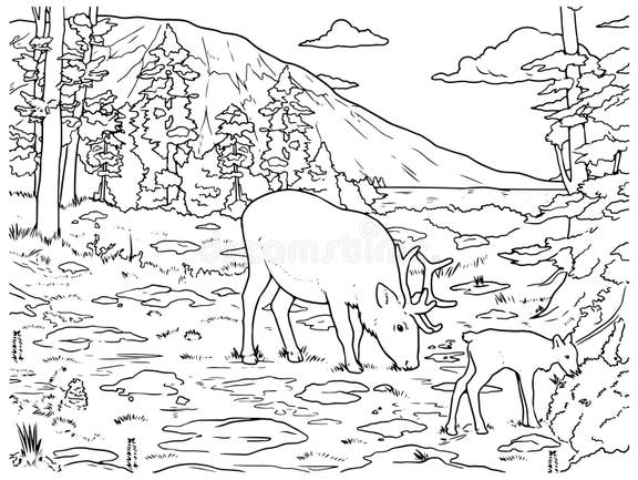 Line Drawing of a Caribous Family in Black and White for Coloring ...