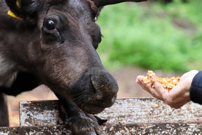Caribou Eating in Broad Pass in the Alaska Range Stock Image - Image of ...