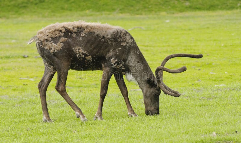 Caribou feeding stock image. Image of artiodactyla, herbivore - 15176369
