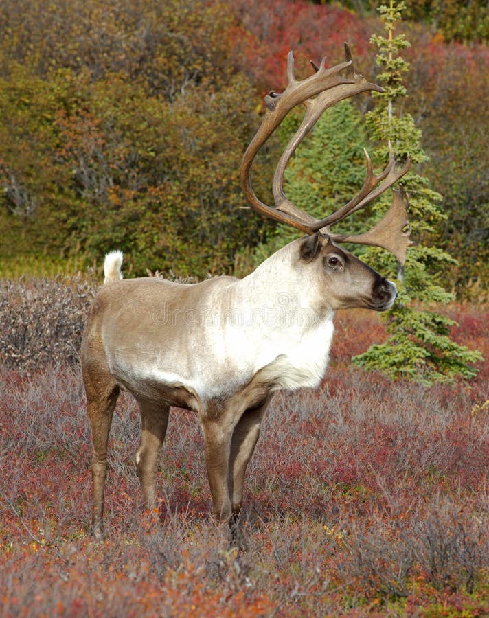Cariboe among Fall Tundra stock image. Image of beautiful - 36051641