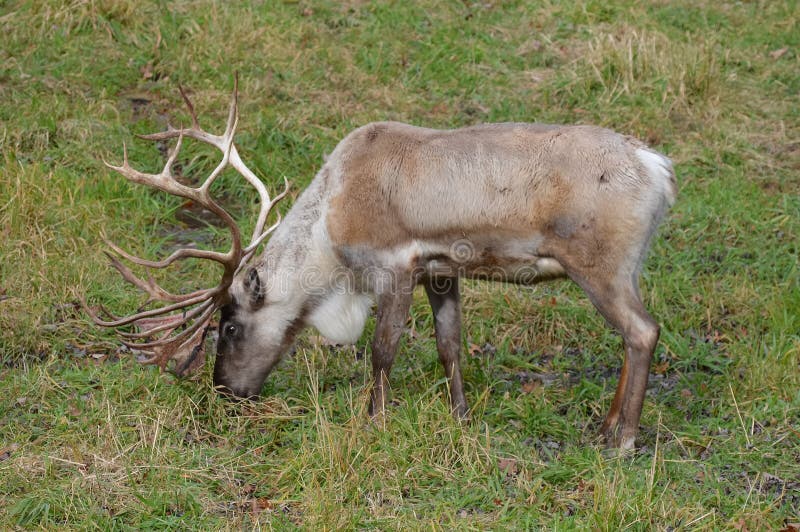Caribou stock photo. Image of cute, curious, focused - 81354512