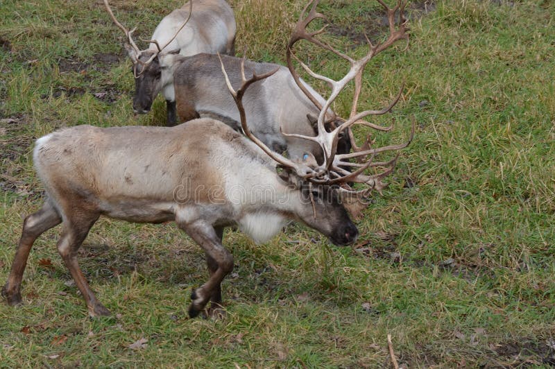Caribou stock photo. Image of focused, journey, natural - 81355294