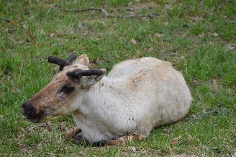 Caribou stock image. Image of explore, back, black, large - 91717759