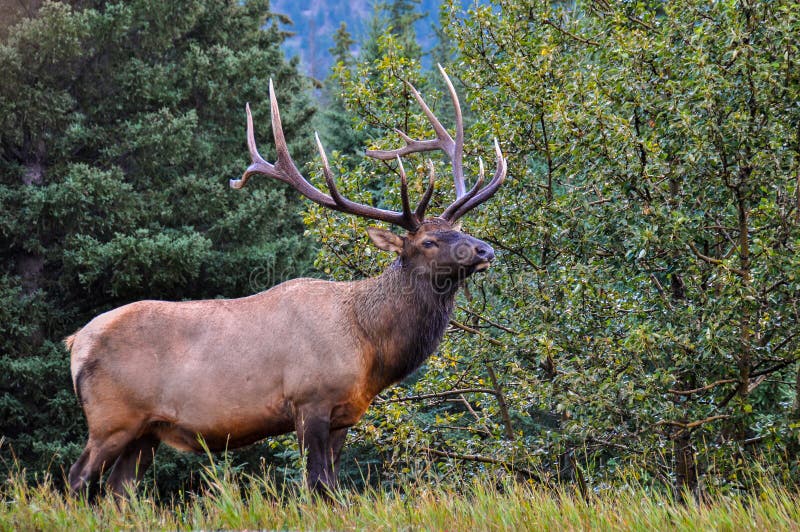 Caribou on the Side of the Road in Canada Stock Photo - Image of forest ...