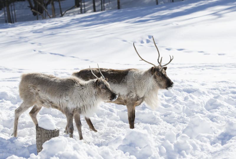 Caribou Standing in the Snow Stock Photo - Image of wild, natural: 87788812