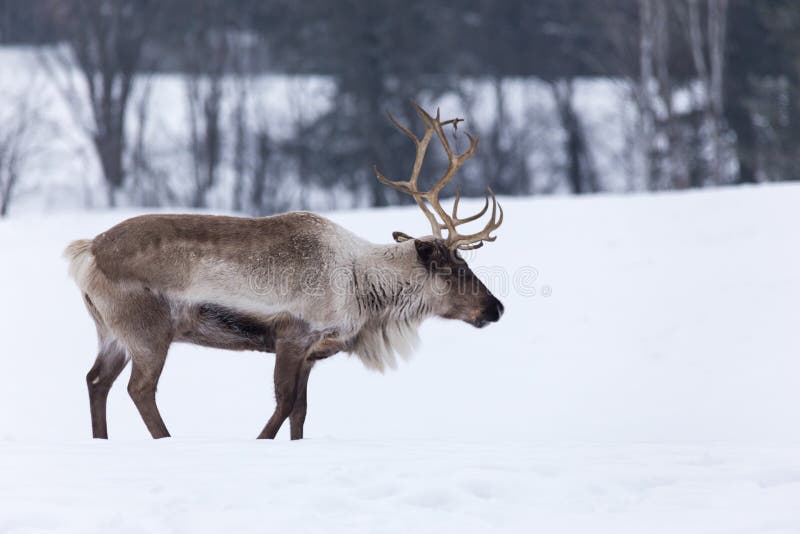 Caribou in winter snow stock photo. Image of reindeer - 51149598