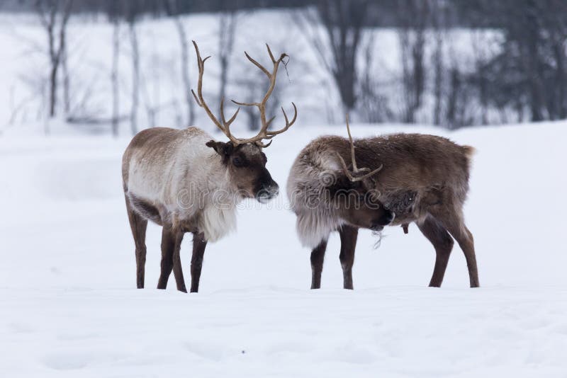 Caribou in winter snow stock photo. Image of reindeer - 51149598
