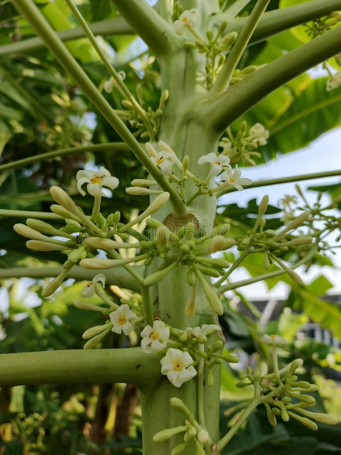 Carica Papaya Flowers Herbal Stock Photo - Image of java, food: 374389506