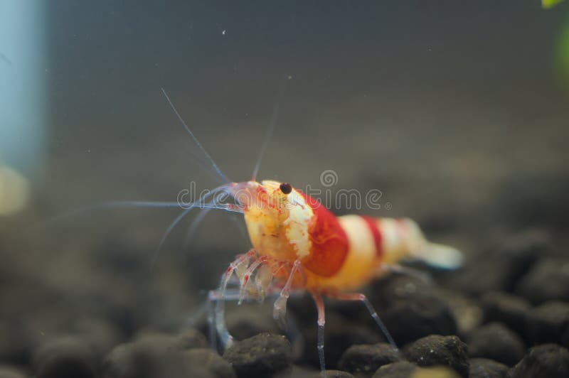Crystal Red Shrimp stock photo. Image of crystal, fish - 25668068