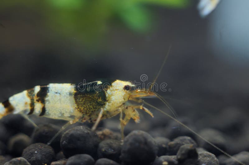 Crystal Red Shrimp stock photo. Image of crystal, fish - 25668068