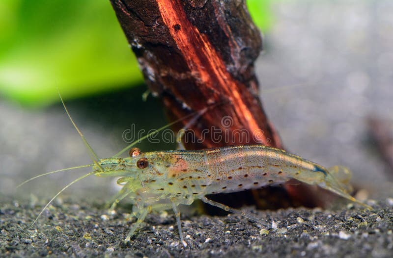 Caridina Japonica stock photo. Image of caridinaio, japonica - 32895396