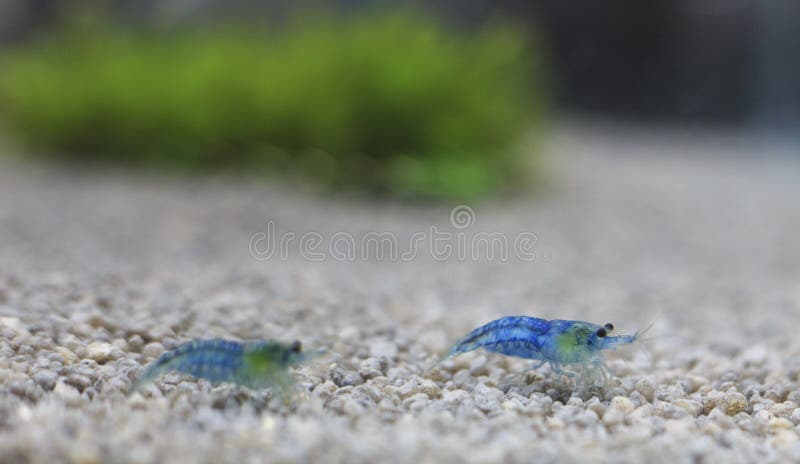 Caridina stock photo. Image of group, animals, halocaridina - 45752588