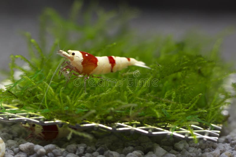 Caridina stock image. Image of fish, feeding, crustacean - 44535425