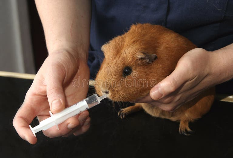 Caring for aa ginea pig stock image. Image of doctor - 14854313