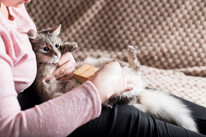 Caring for a Cat during Molting Stock Image - Image of brushing, fluffy ...