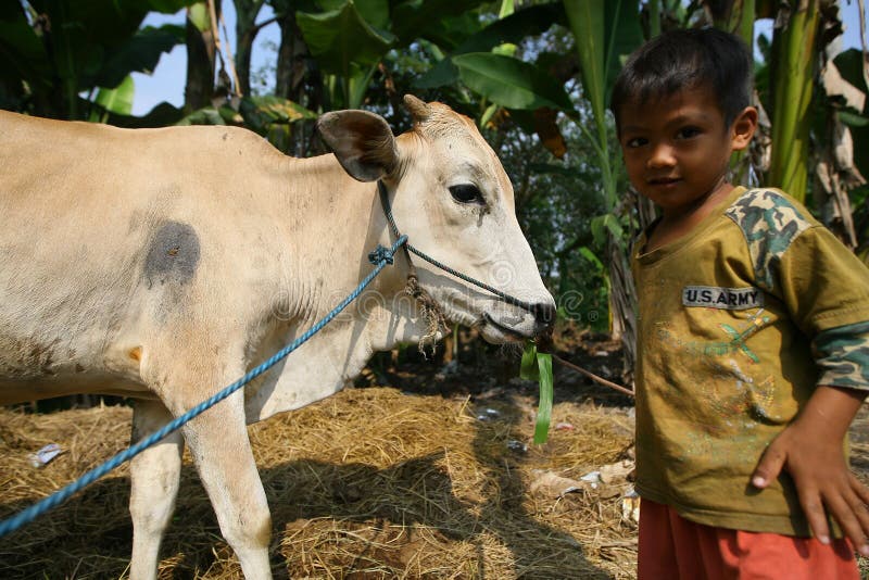 Caring for cow editorial image. Image of caring, java - 41373535