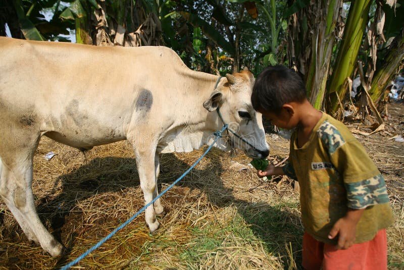 Caring for cow editorial image. Image of animal, farm - 41373605