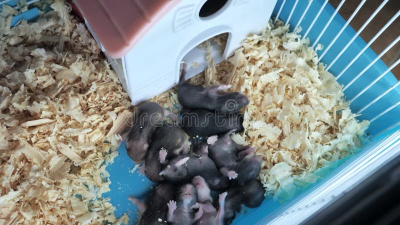 A Caring Female Hamster Brings Her Children To the House. Stock Footage ... A Caring Female Hamster Brings Her Children To the House. Stock Footage ...