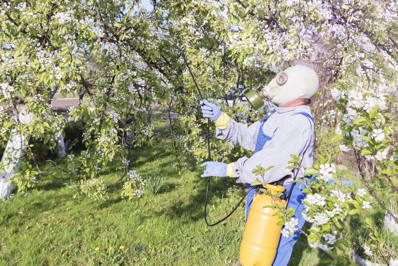 Gardener Sprinkles Young Apple Tree From Pests And Diseases With Stock