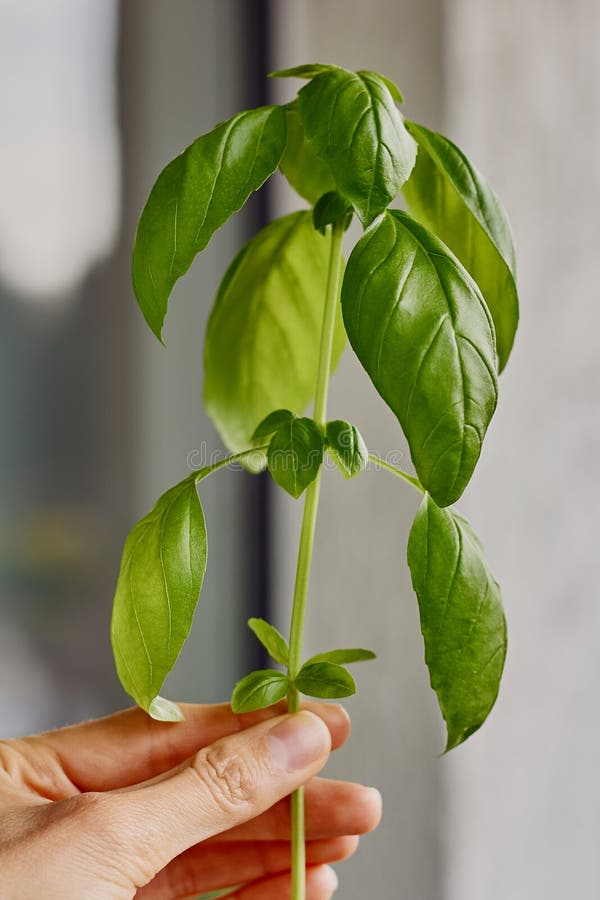Hand Holds a Branch of a Fresh Basil Grown on a Windowsill Stock Photo ...