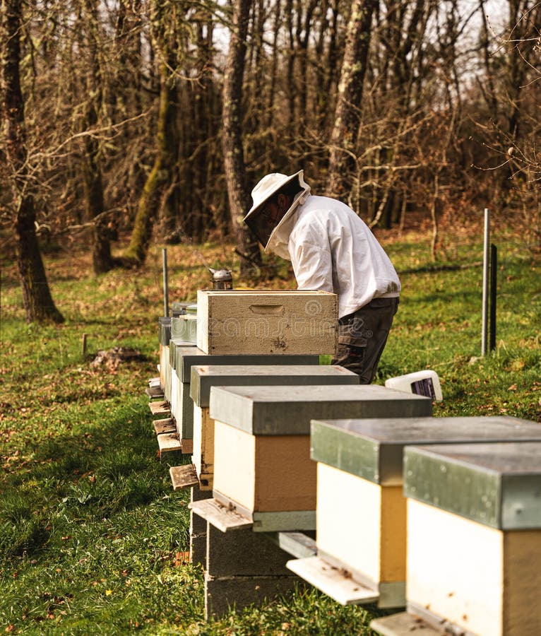 Caring for the hives stock image. Image of apiary, labor - 316058217
