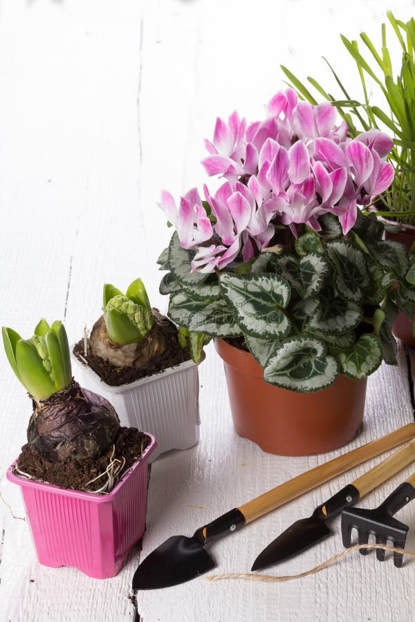Caring for houseplants stock image. Image of gardening - 67031013