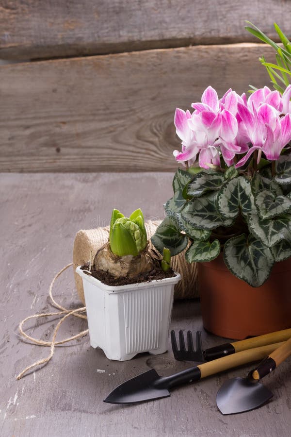 Caring for houseplants stock photo. Image of agriculture - 67031020