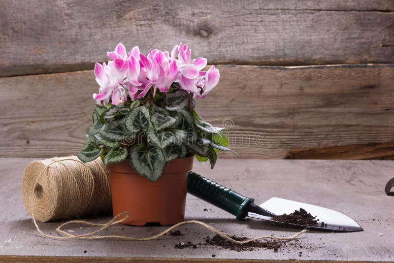 Caring for houseplants stock image. Image of housework - 68278159