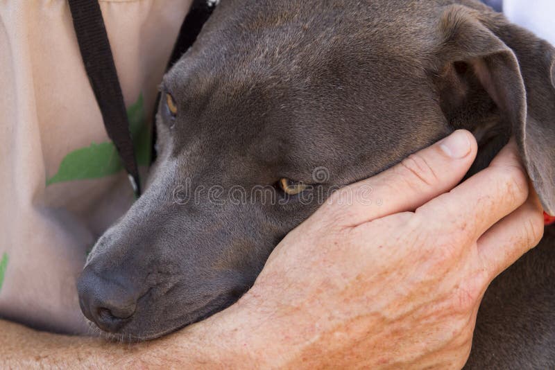 What Is A Human Mutt