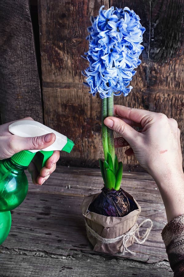 Caring for hyacinth stock image. Image of gardener, fresh - 65427737